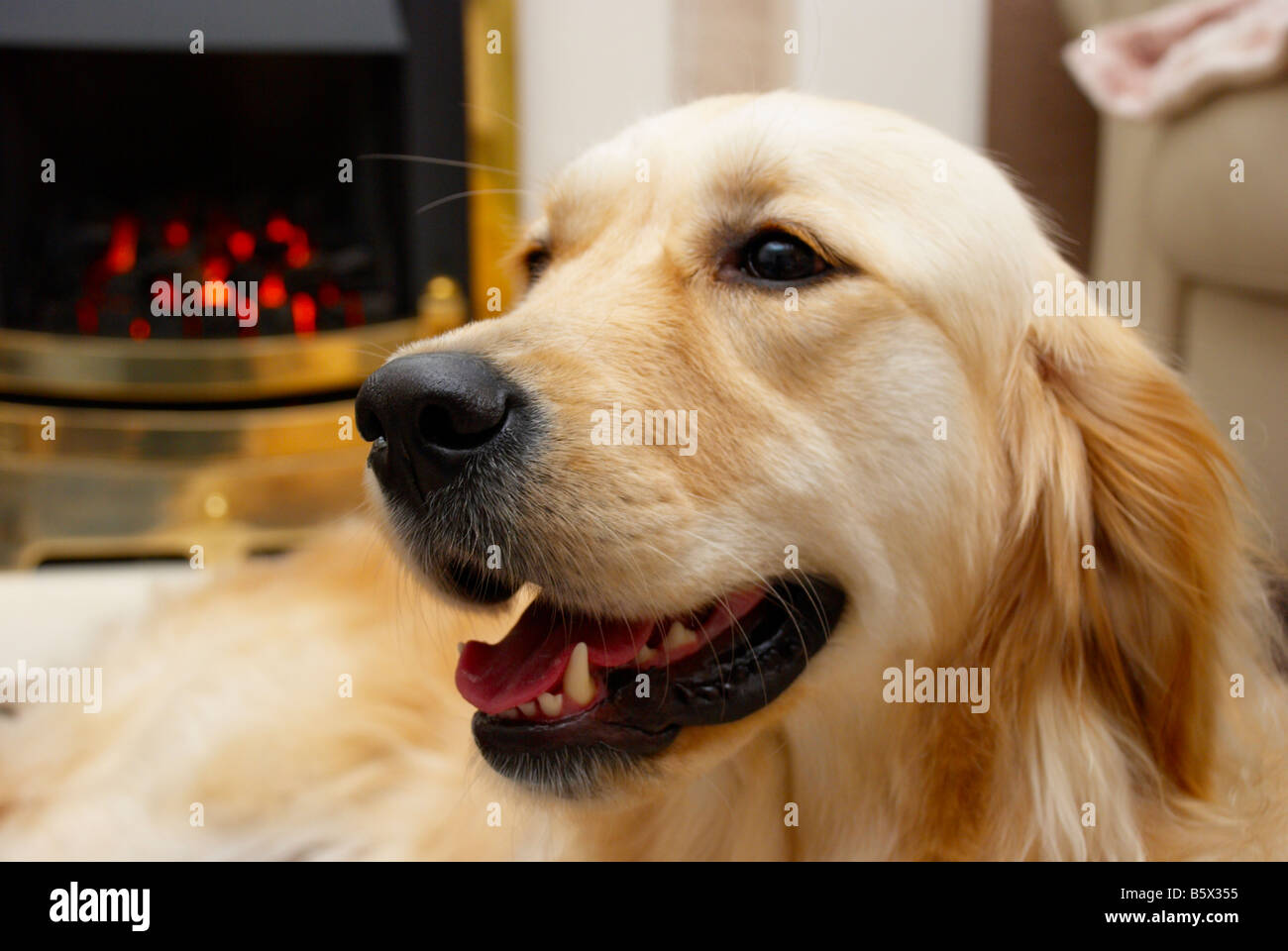 British Golden Retriever