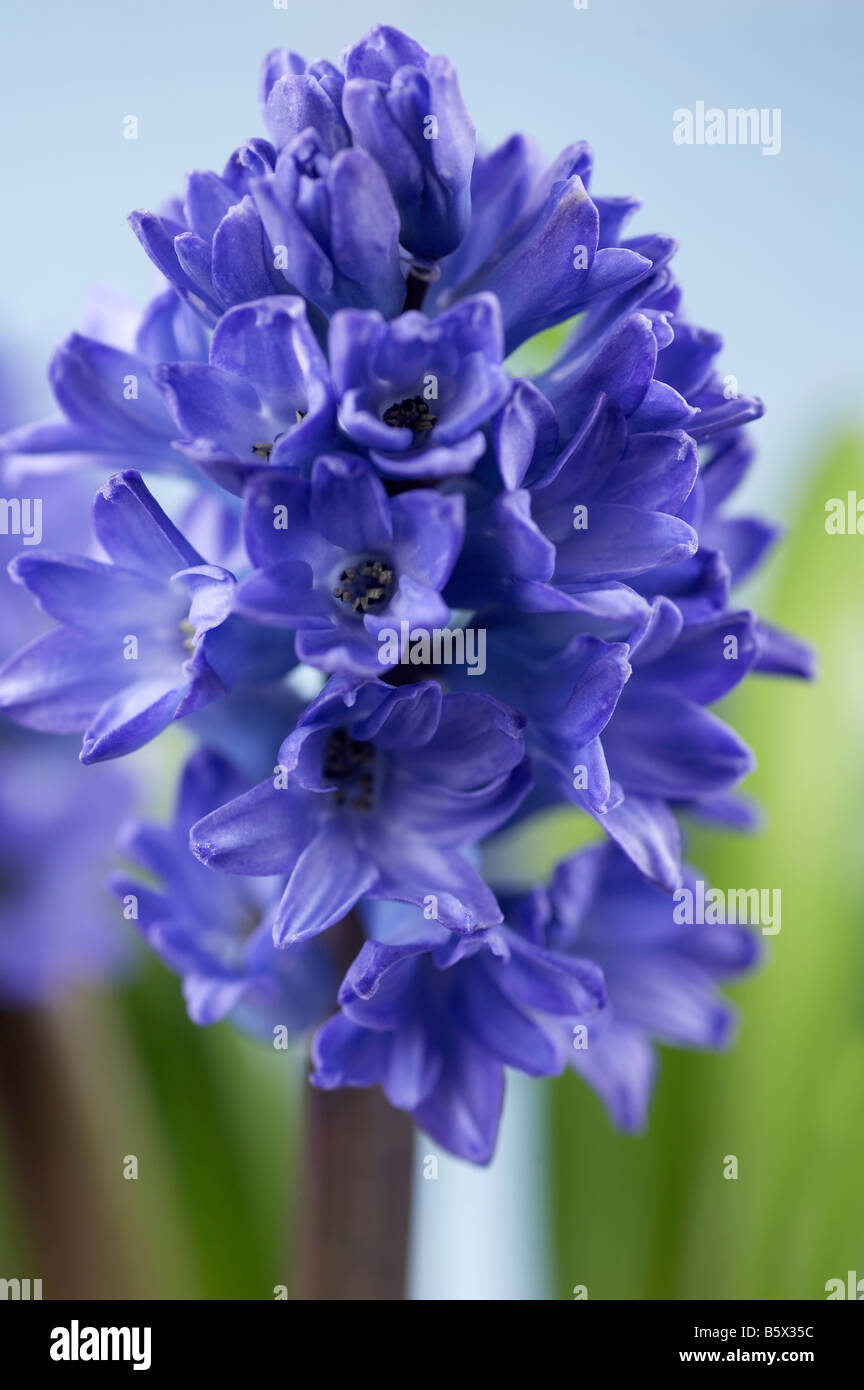 Hyacinthus orientalis Blue Hyacinth Flower Stock Photo - Alamy
