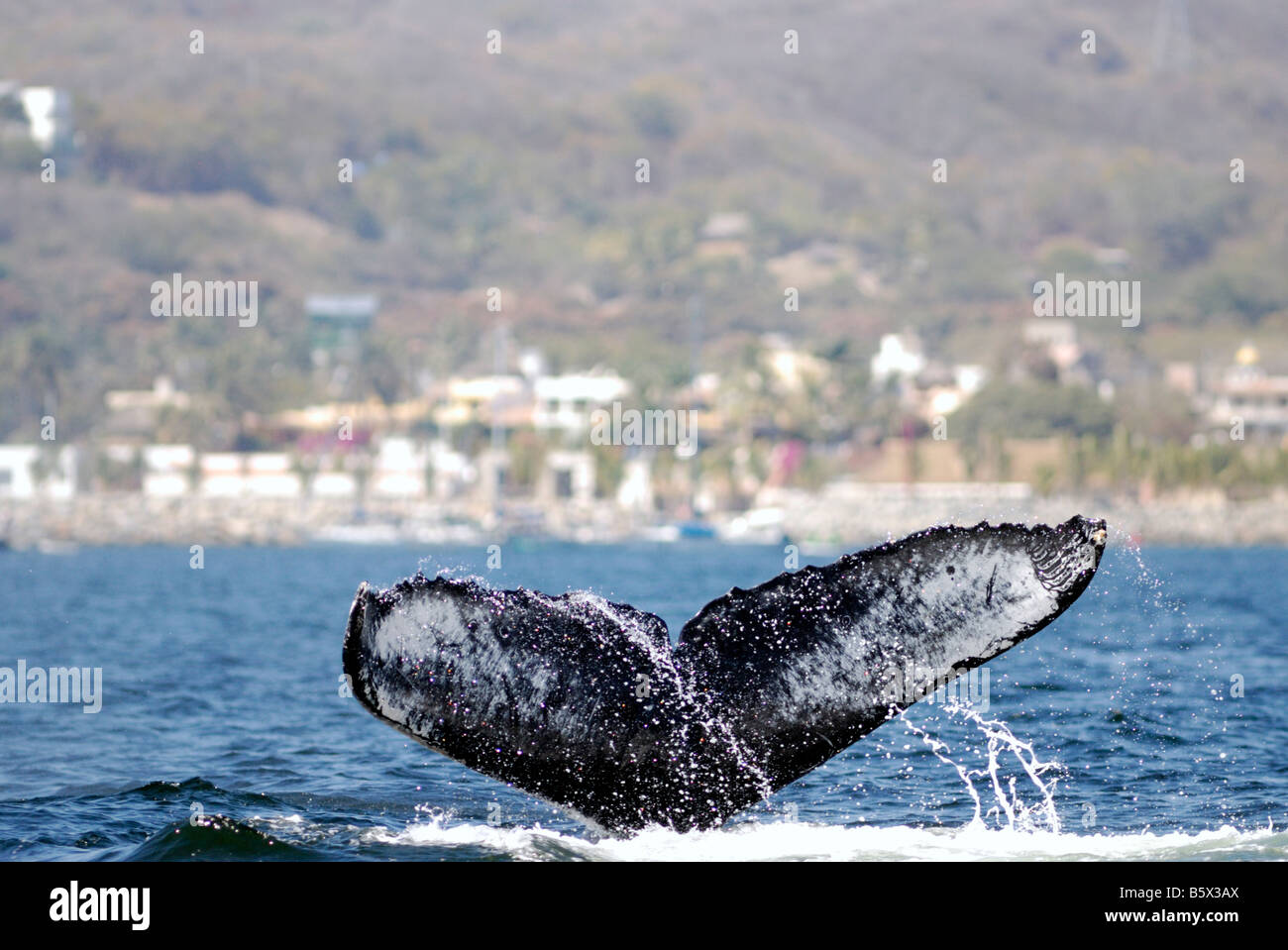 Whale of a Tail Stock Photo - Alamy