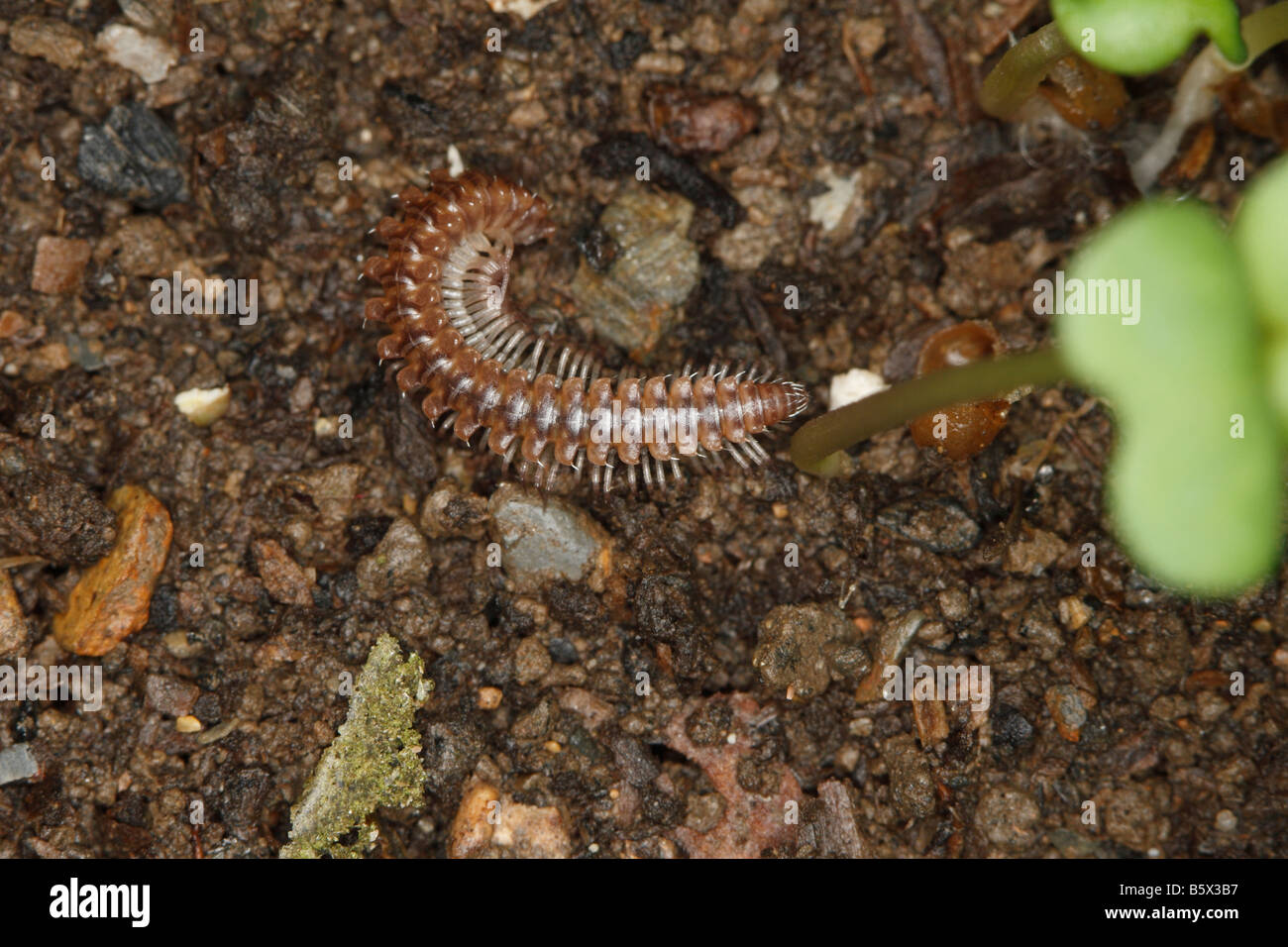Millipede feeding hi-res stock photography and images - Alamy