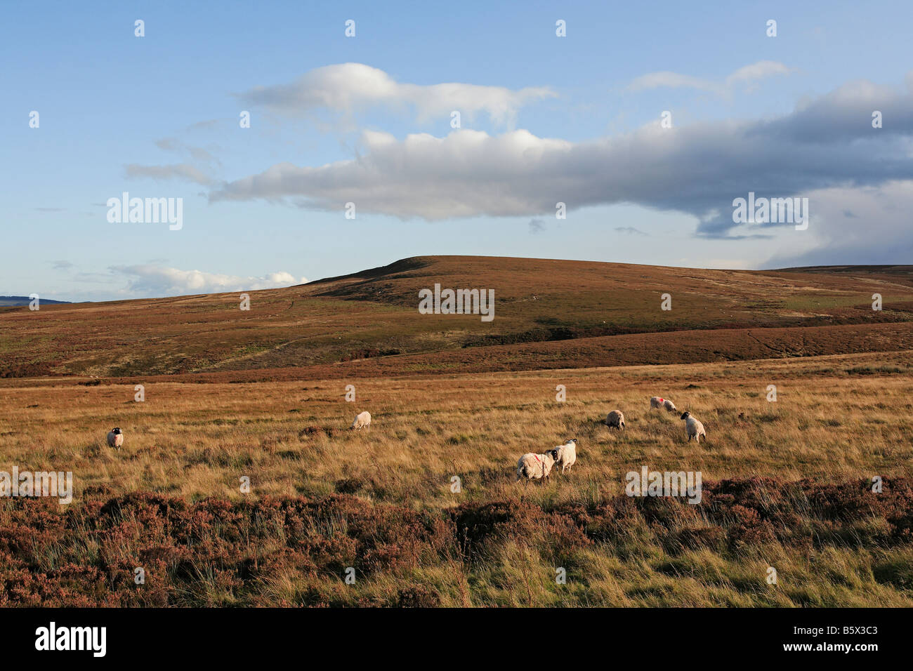 Cheviot hills northumberland uk hi-res stock photography and images - Alamy