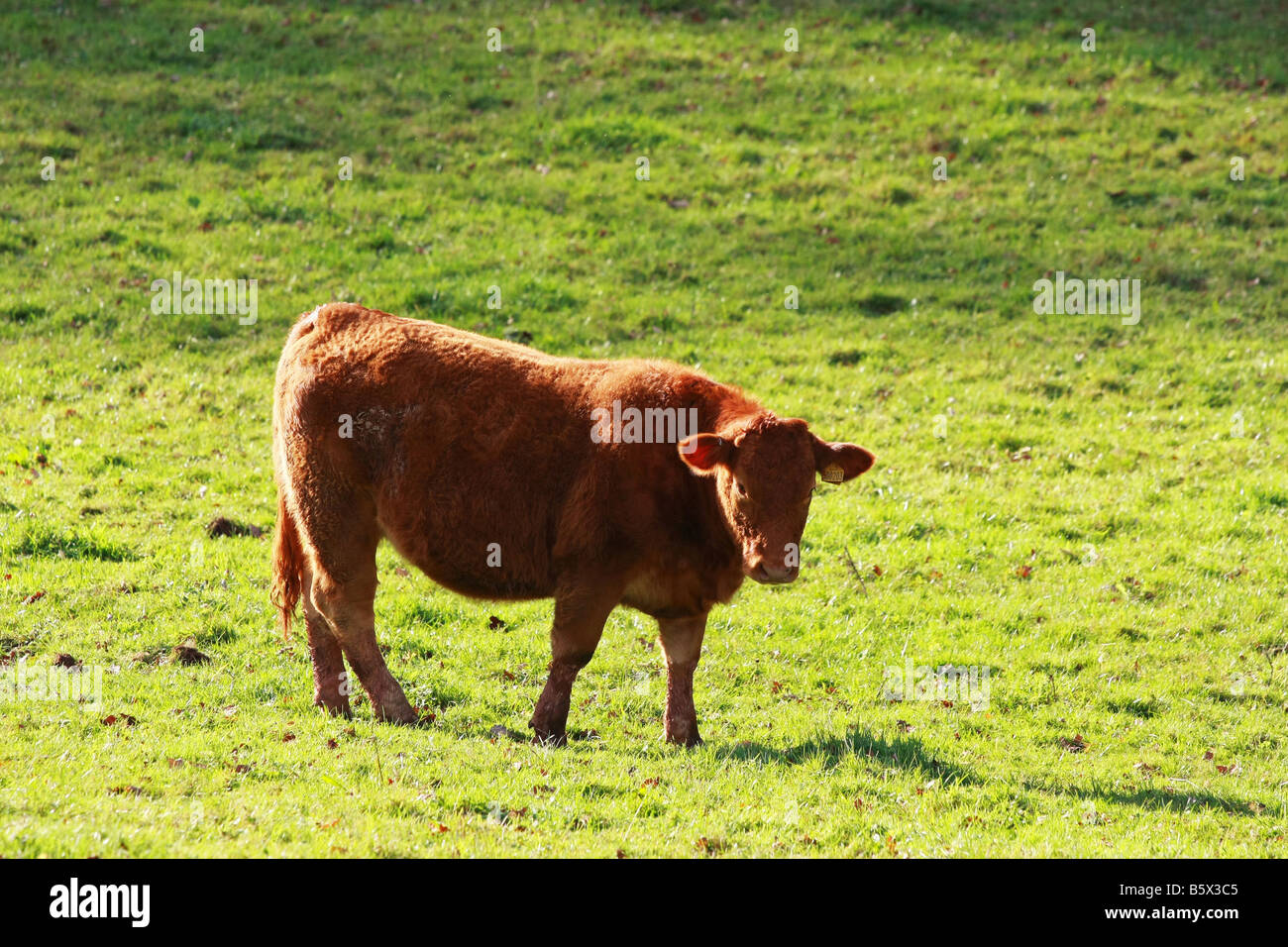 South Devon heifer young red cow standing alone in sunlit field on ...