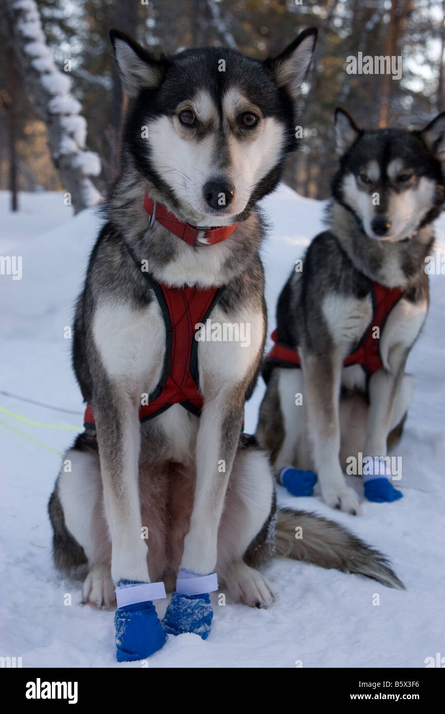 Husky in Swedish Lapland Stock Photo - Alamy