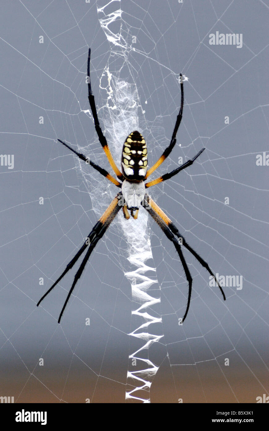 Large Spider in its web Stock Photo - Alamy