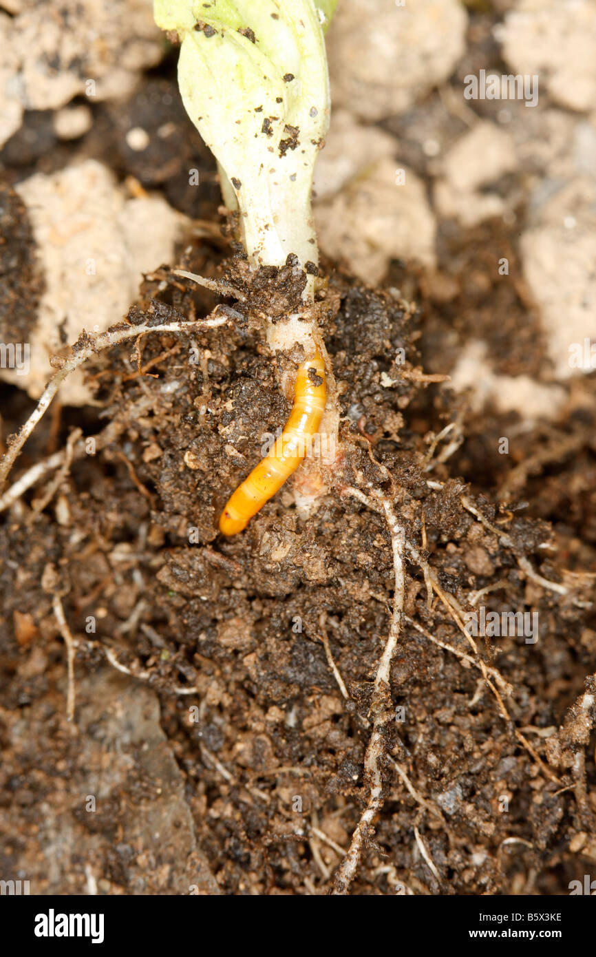 GARDEN CLICK BEETLE alhous haemorrhoidalis LARVA FEEDING INSIDE LETTUCE ...
