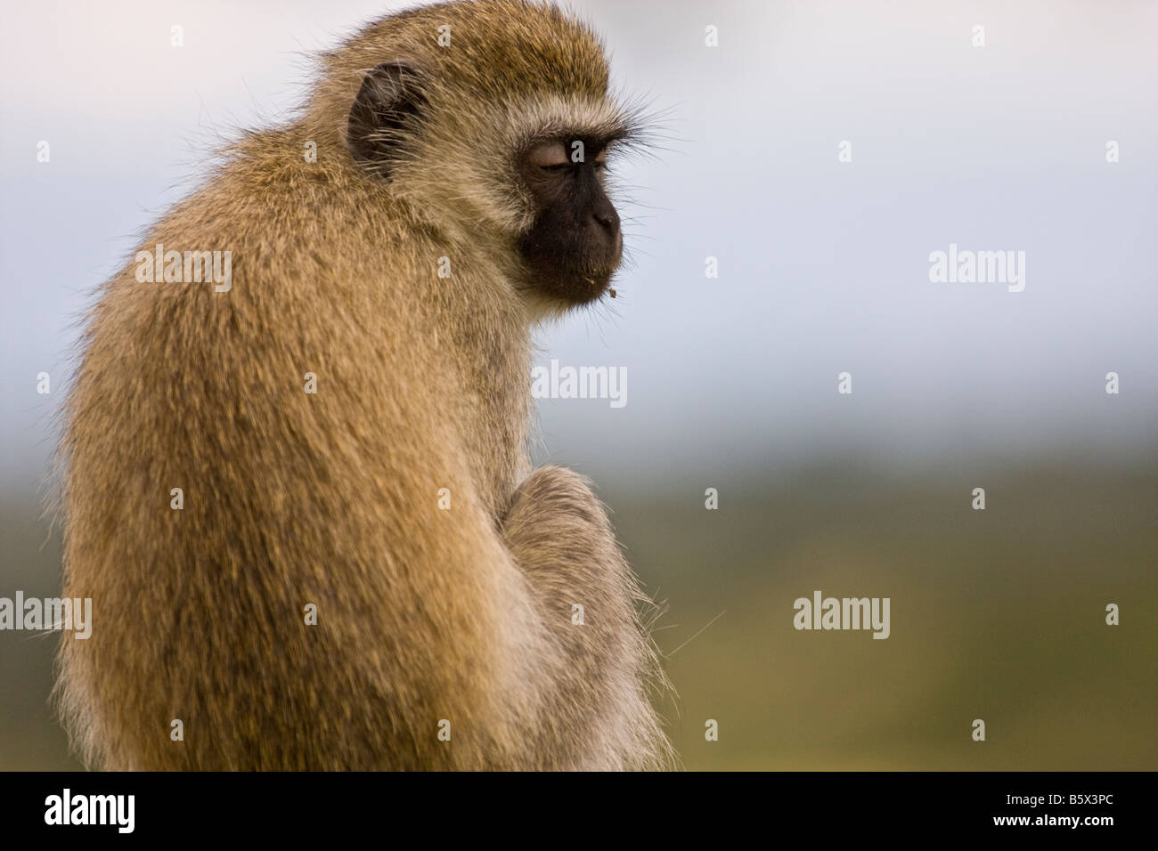 Velvet monkey hi-res stock photography and images - Alamy