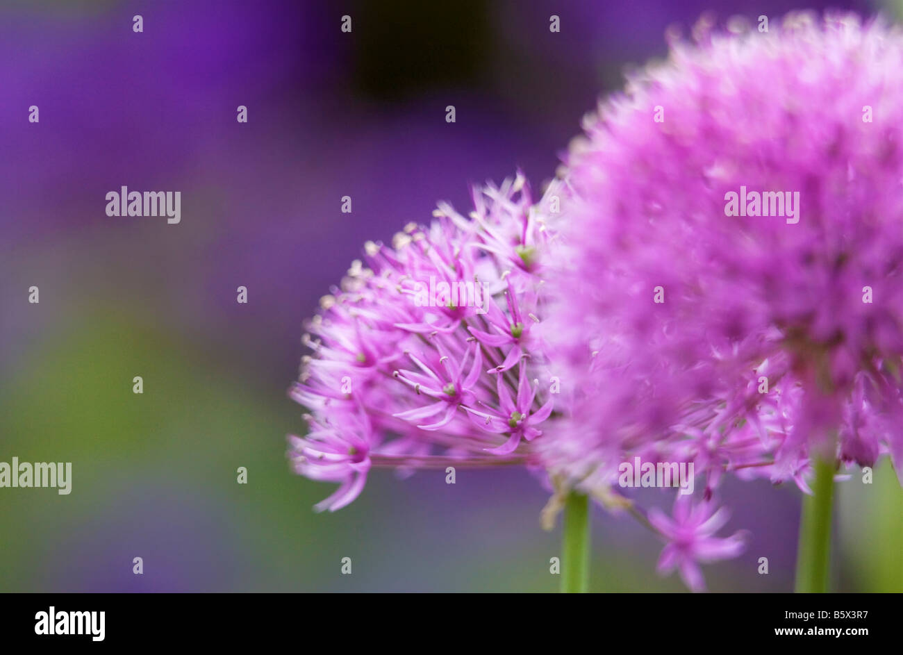 pink alium macro Stock Photo - Alamy