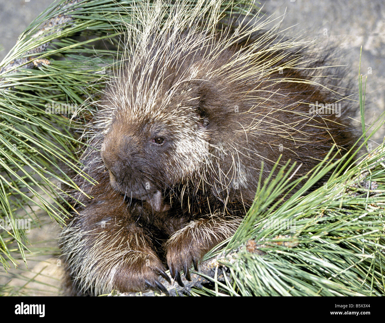 USA AMERICA A portrait of the north american porcupine Erethizon ...