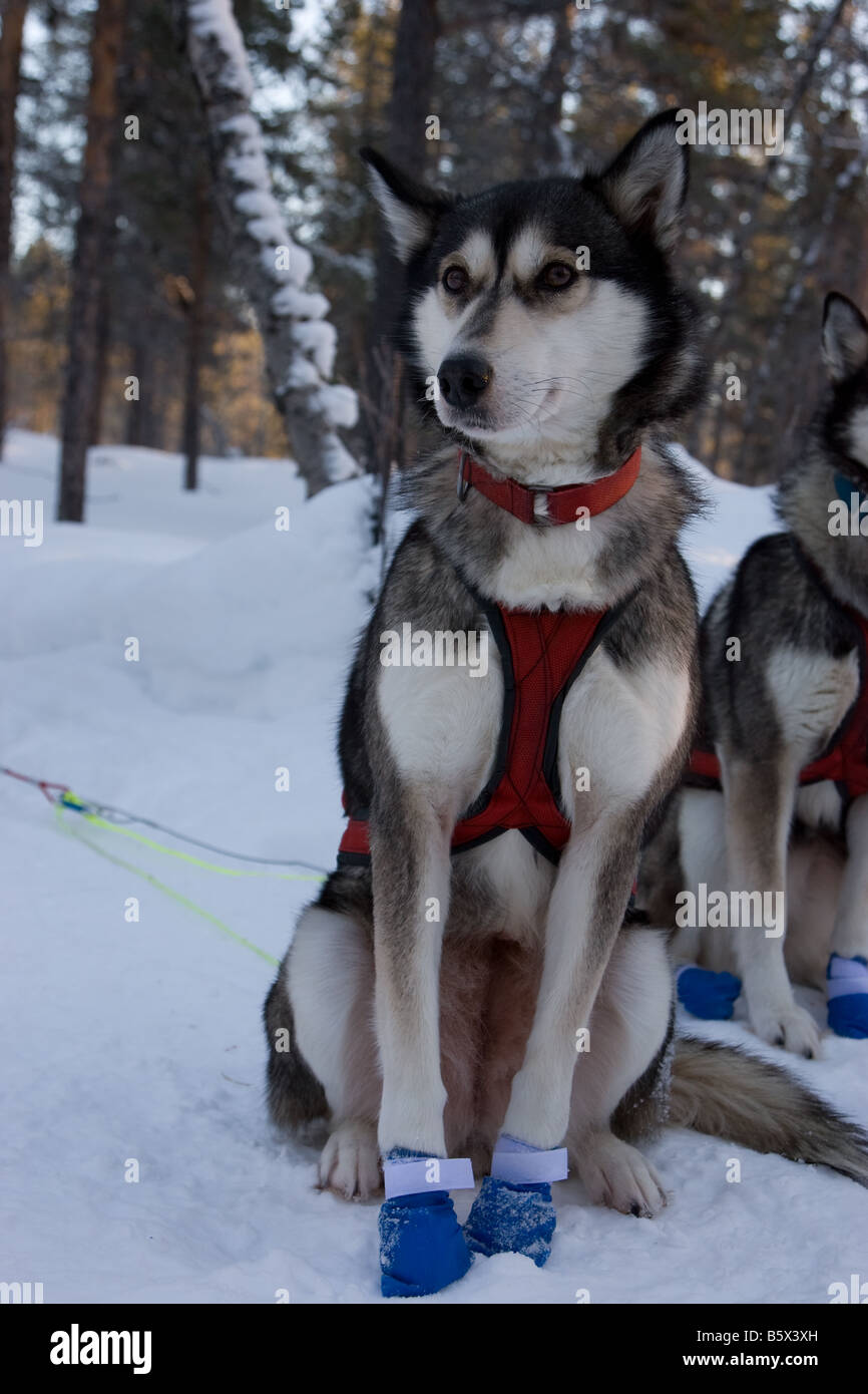 Husky in Swedish Lapland Stock Photo - Alamy
