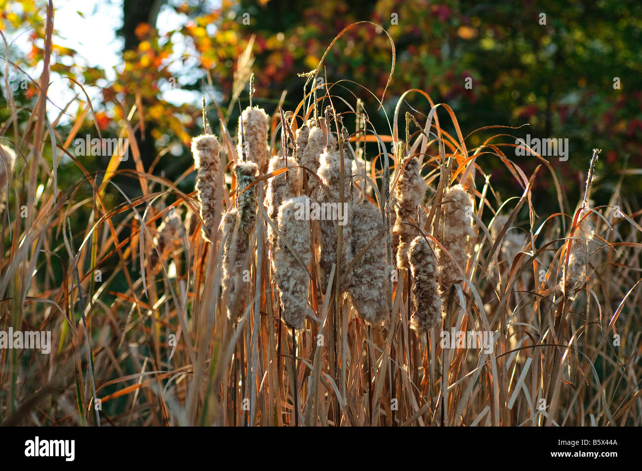 Bullrush Bullrushes Bulrush Bulrushes Cattail Cattails reeds late fall ...