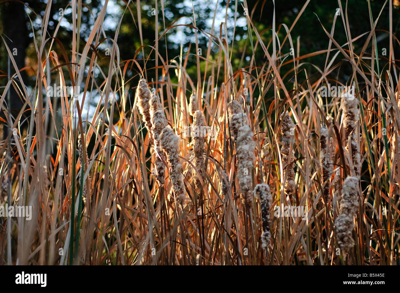 Fall cattail bulrush cattails hi-res stock photography and images - Alamy