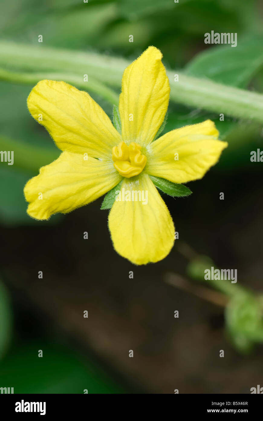 Watermelon flower hi-res stock photography and images - Alamy