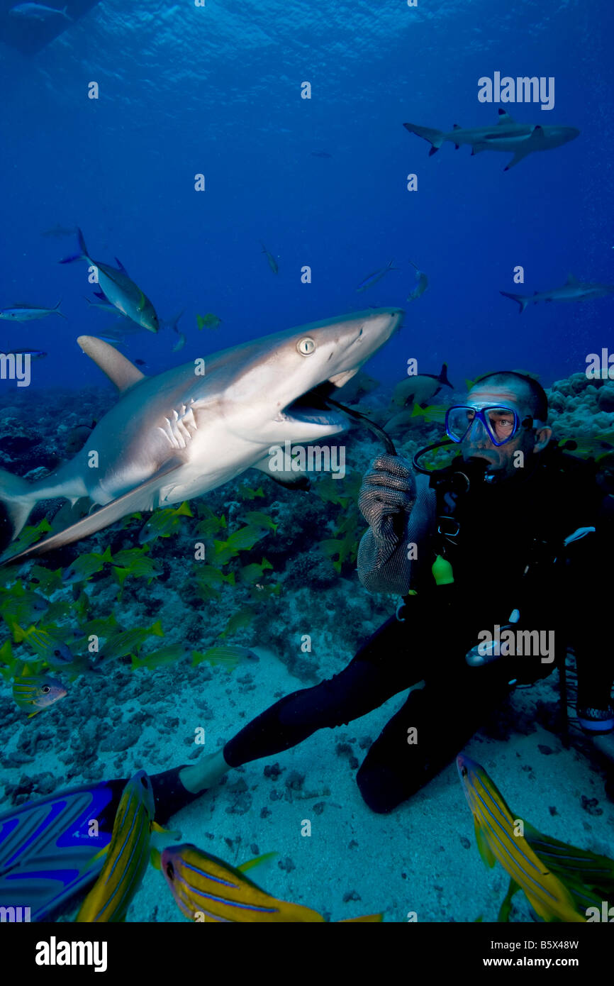 Shark eating shark hi-res stock photography and images - Alamy