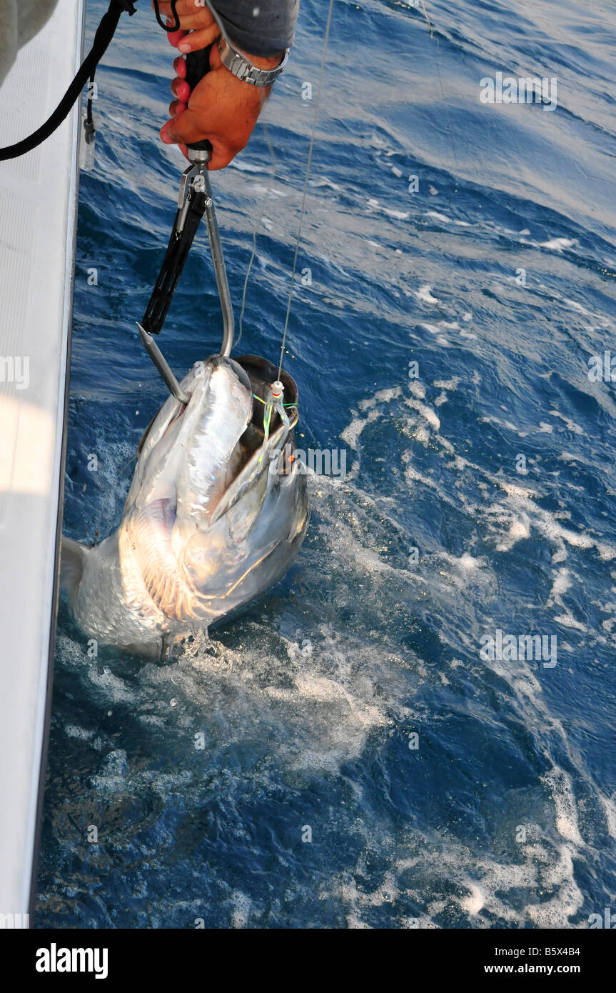 A sportfishing boat captain lip gaffs a big Veracruz Mexico tarpon ...
