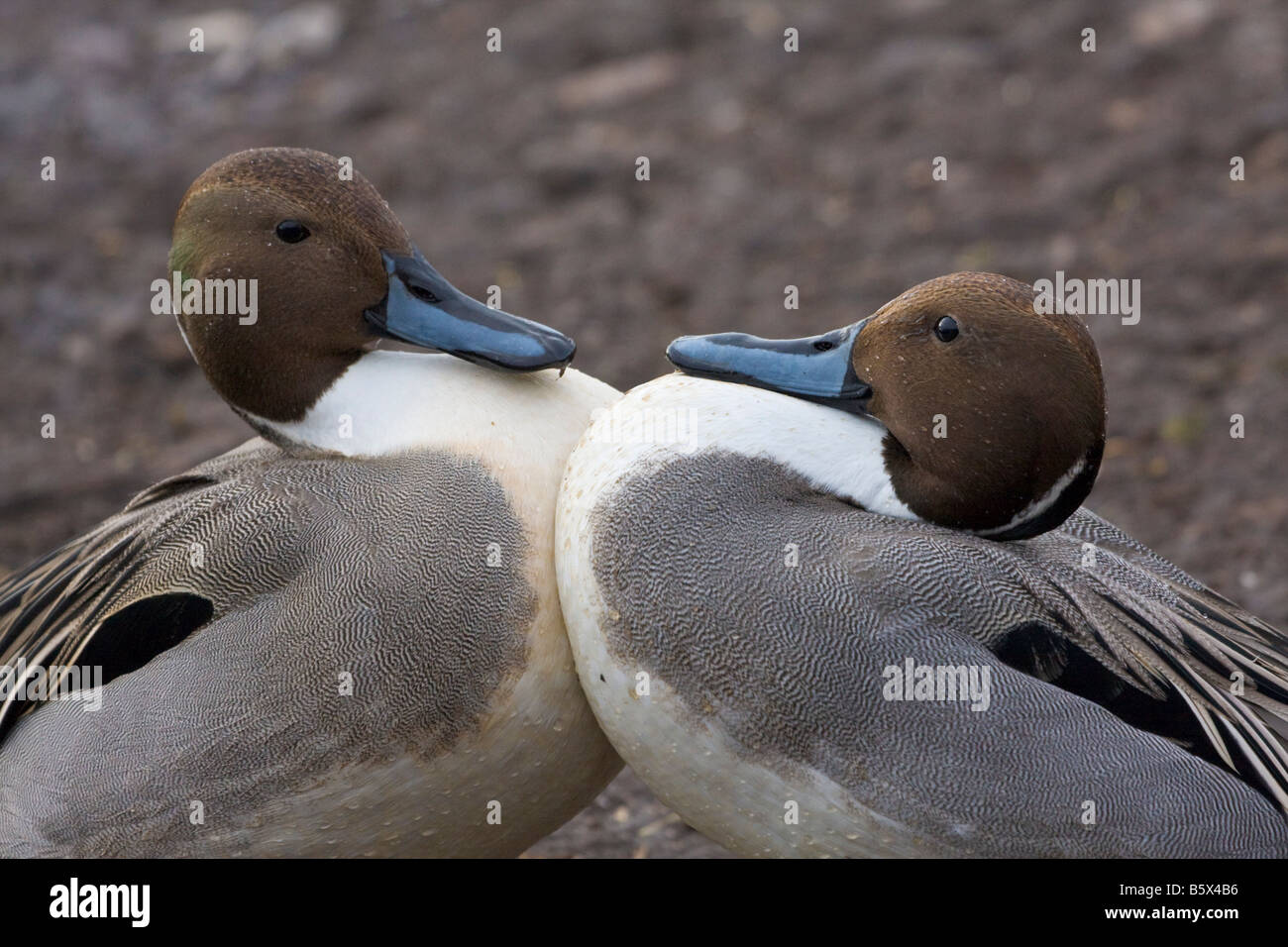 Pintail Anas acuta males facing each other in conflict display Stock ...
