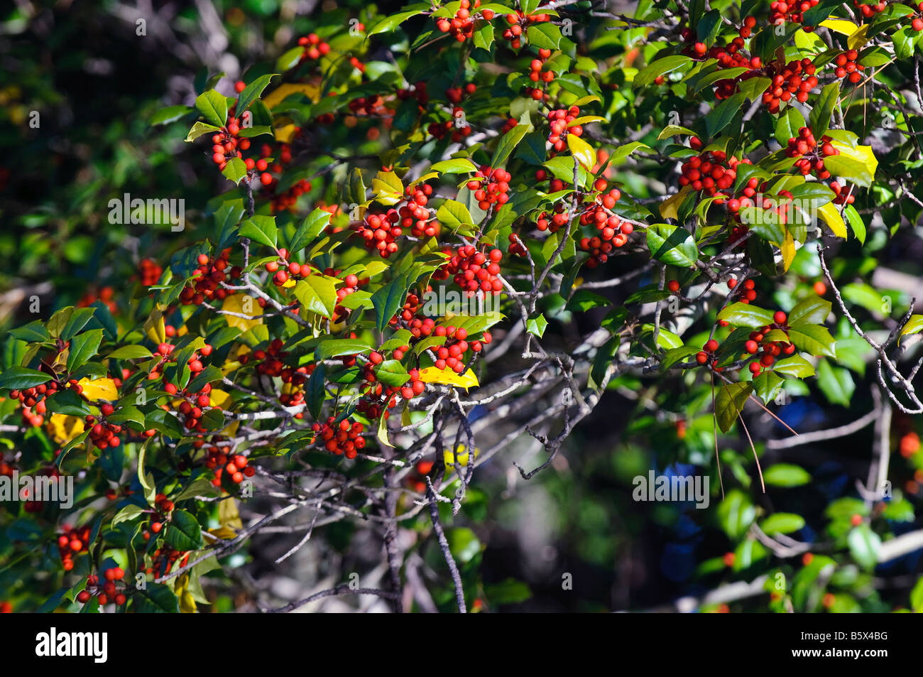 American holly tree hi-res stock photography and images - Alamy
