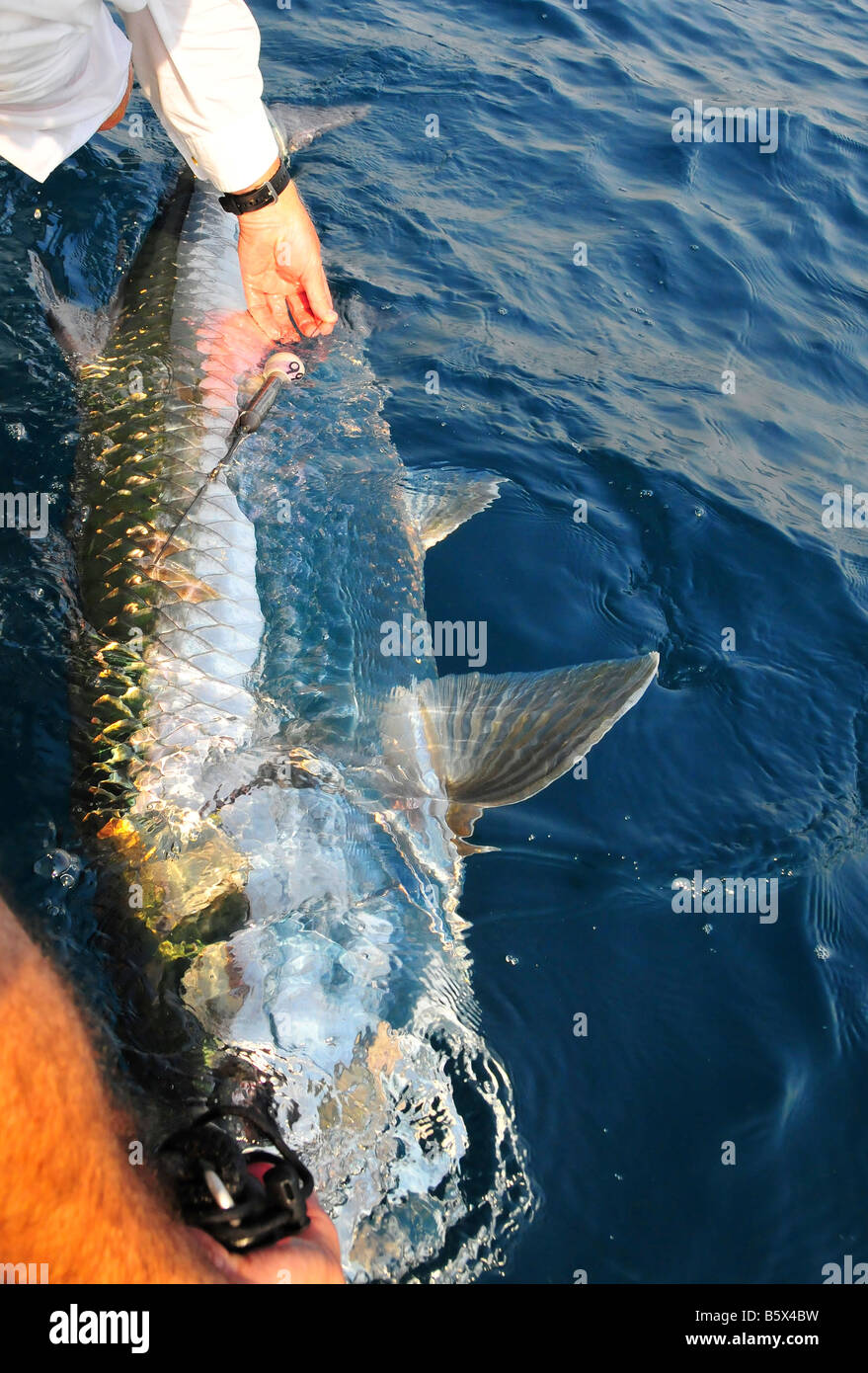 After measuring a Mexico tarpon’s length and girth, a PAT (Pop-up ...