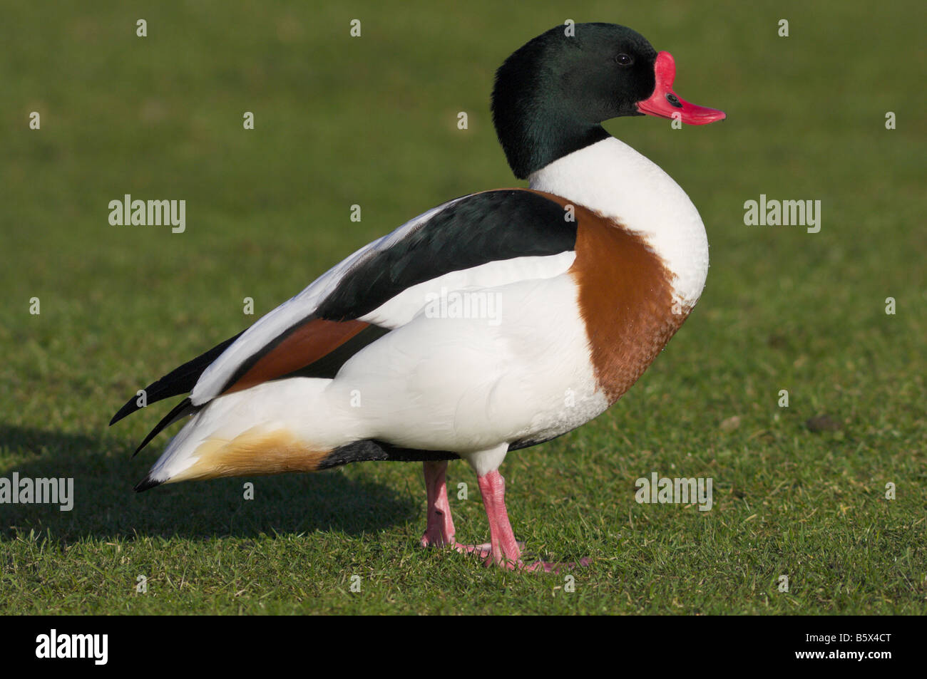 Shelduck male hi-res stock photography and images - Alamy