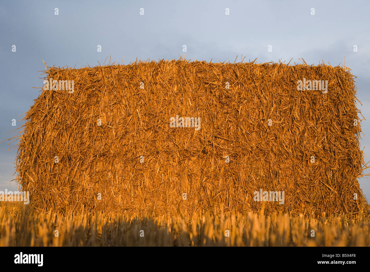 Hey harvest hi-res stock photography and images - Alamy