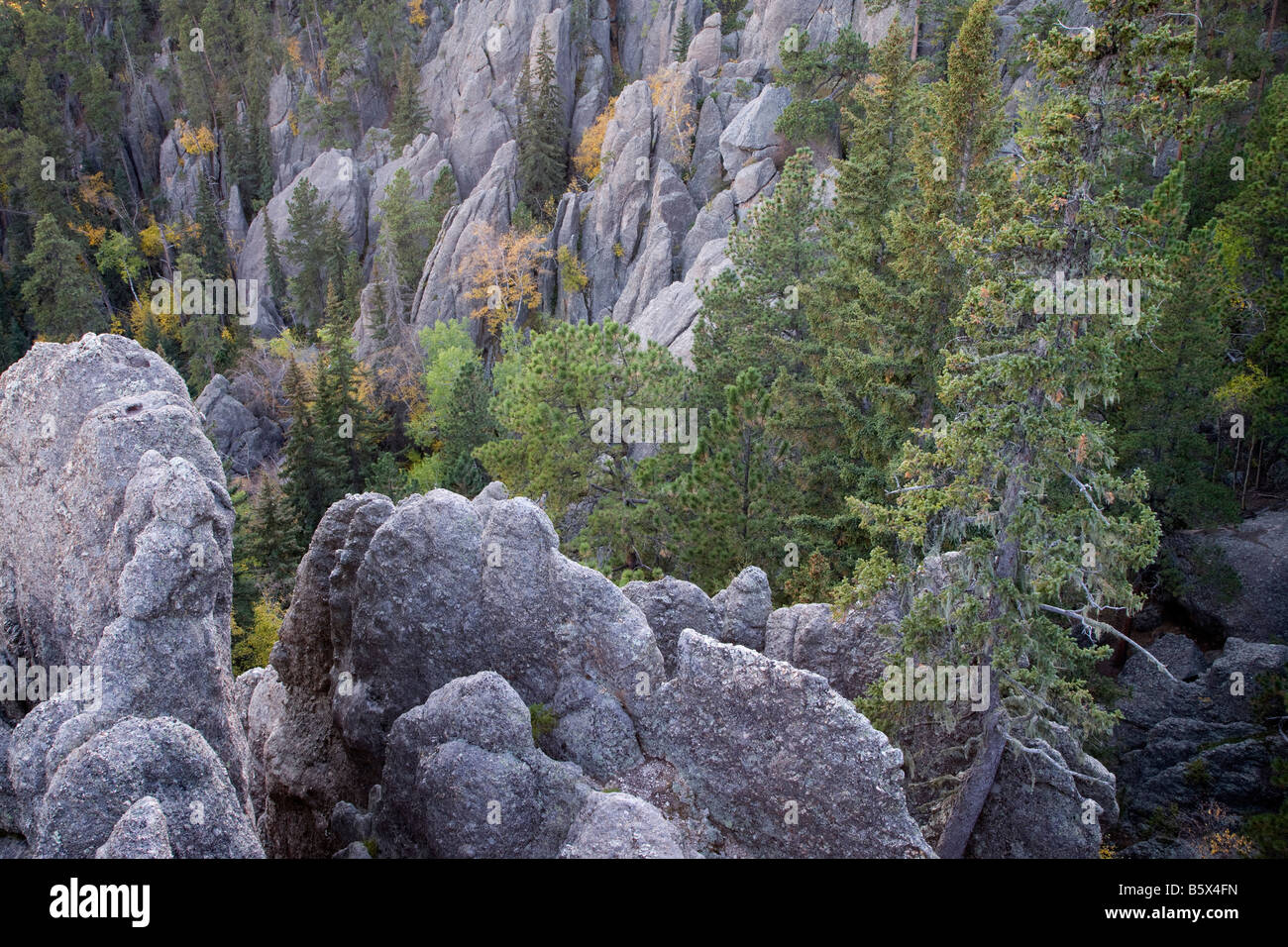 granite spires and trees, Custer State Park, South Dakota Stock Photo ...