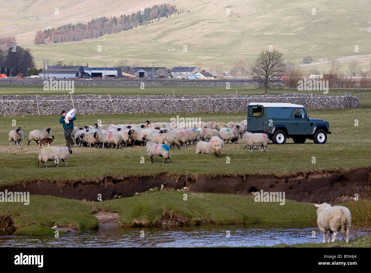 A farmer bringing feed for his sheep in a field in the Yorkshire Dales ...