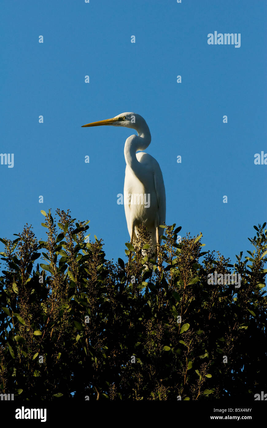 Great egret egretta alba hi-res stock photography and images - Alamy