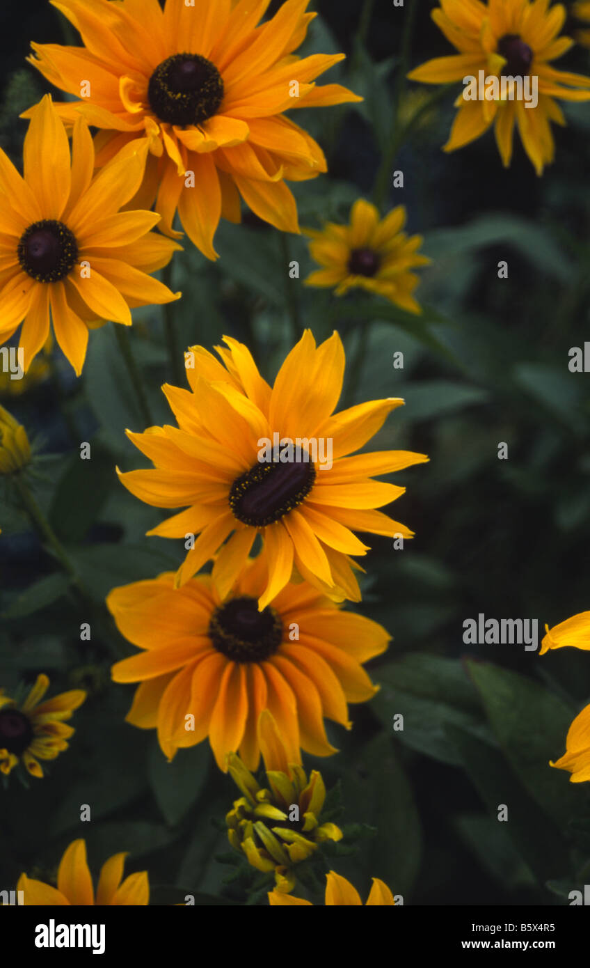 Orange Rudbeckia, Hirta Marmalade, Kew Gardens, Surrey, UK Stock Photo ...