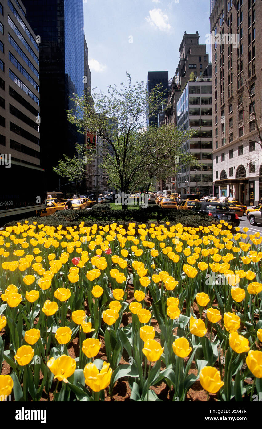 New York City, Park Avenue, Midtown Manhattan traffic island or median ...