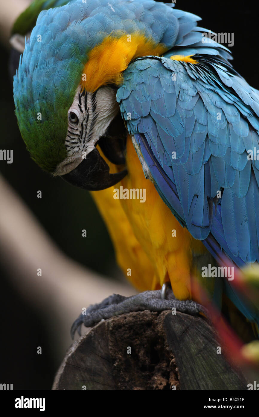 Tropical parrot has been famous for its vivid color and mimic sounds ...