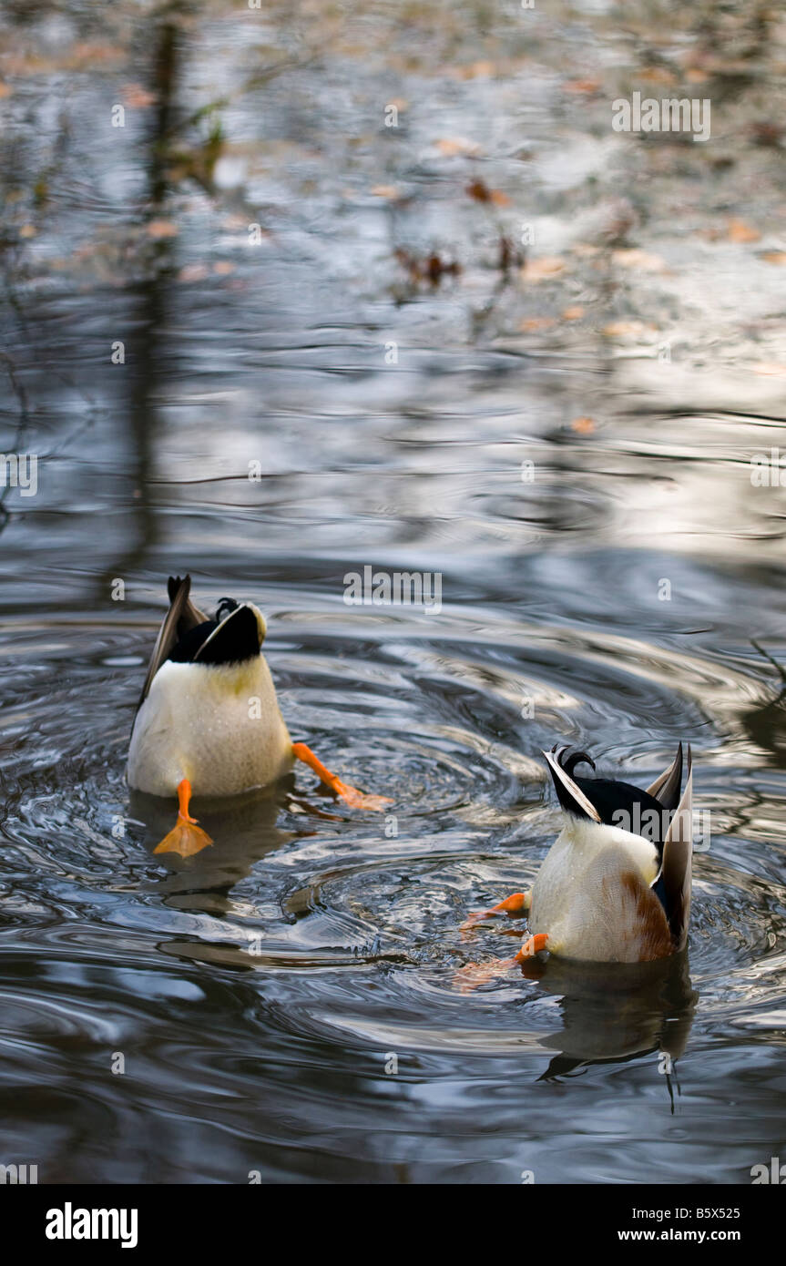 Two ducks fishing in a pond Stock Photo - Alamy