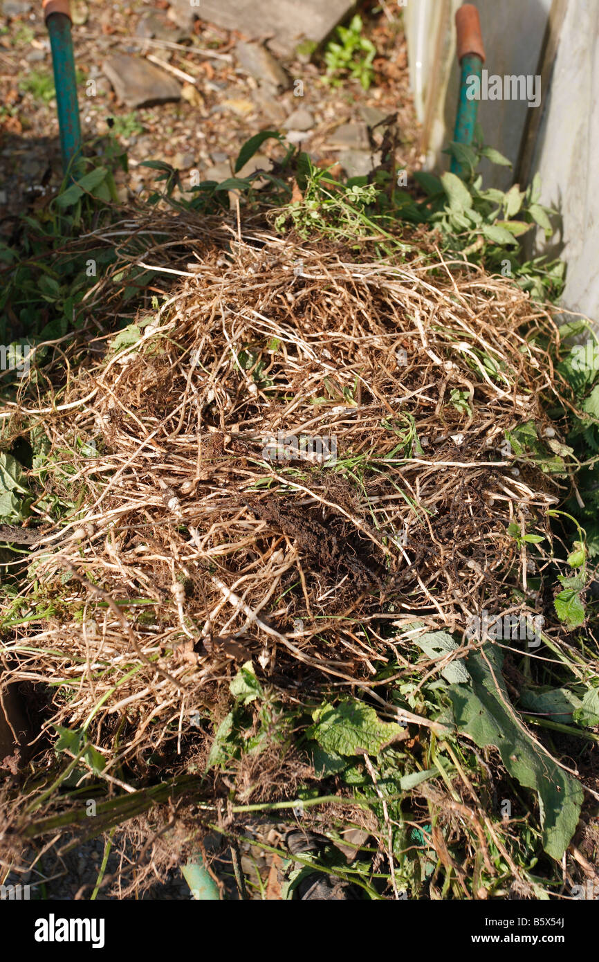 CHINESE ARTICHOKES PRODUCE A LOT OF ROOT FOR DISPOSAL Stock Photo - Alamy