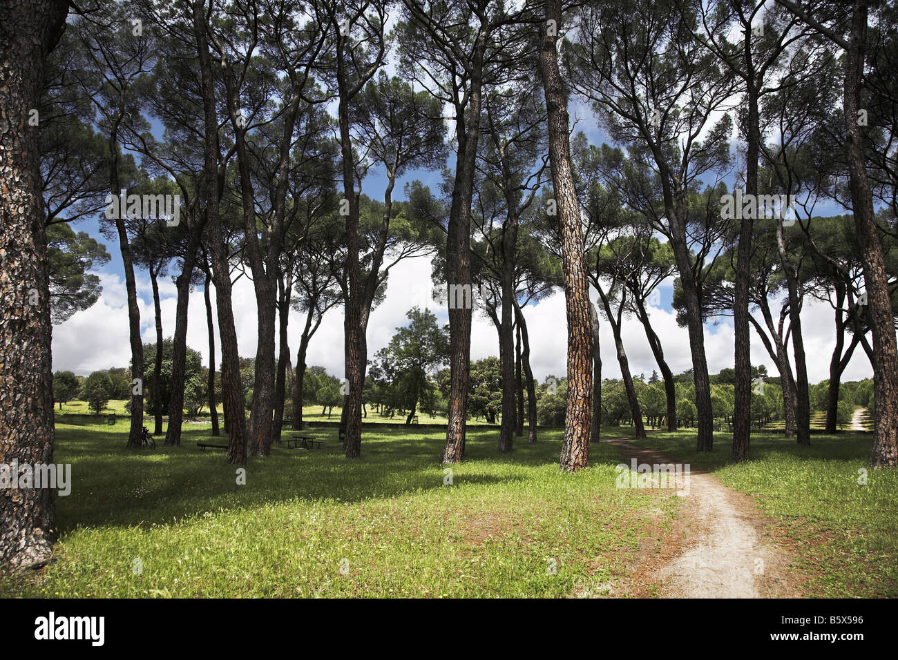 Walk in magnificent suburban park of Madrid in warm spring day Stock ...