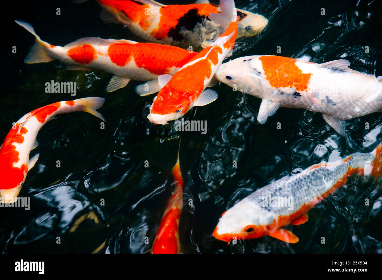 Koi carp in a pond in Tokyo, Japan Stock Photo - Alamy