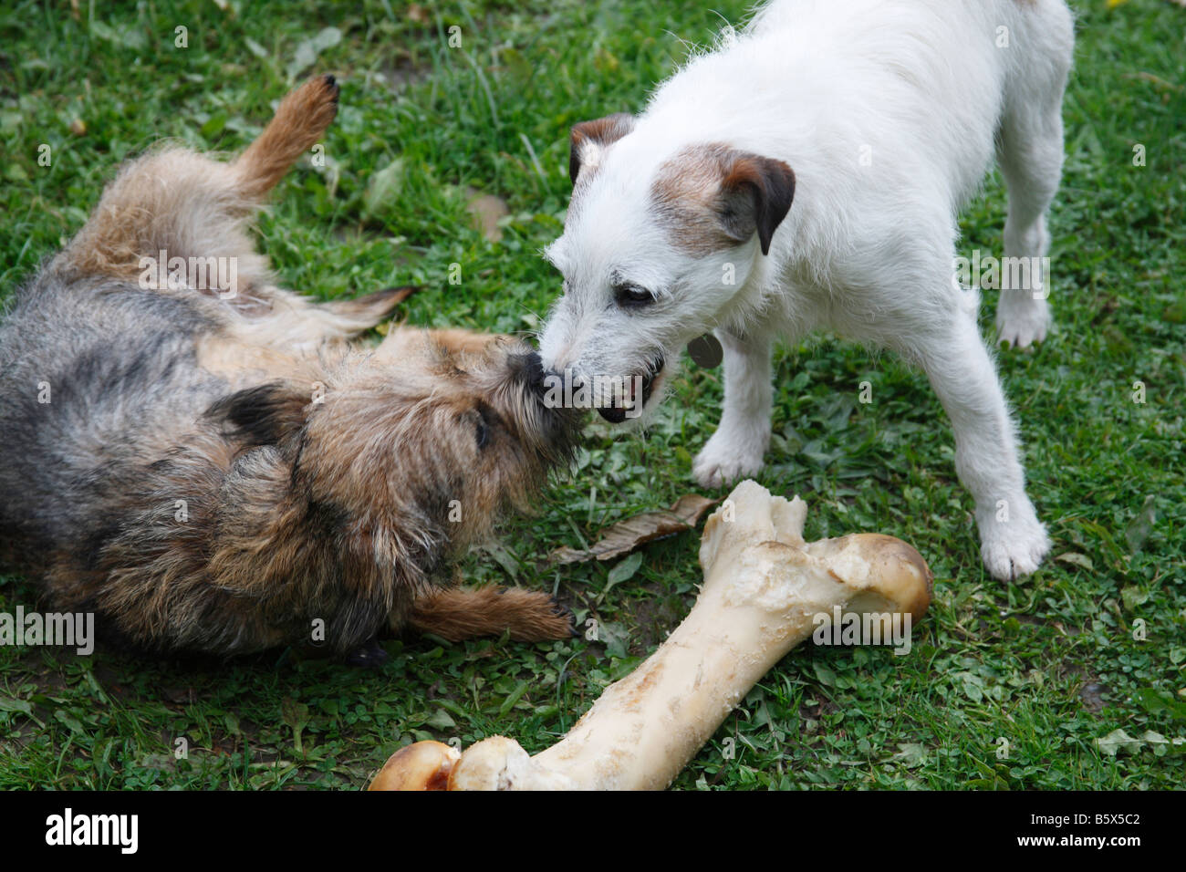 Jack russell terrier snarling hi-res stock photography and images - Alamy