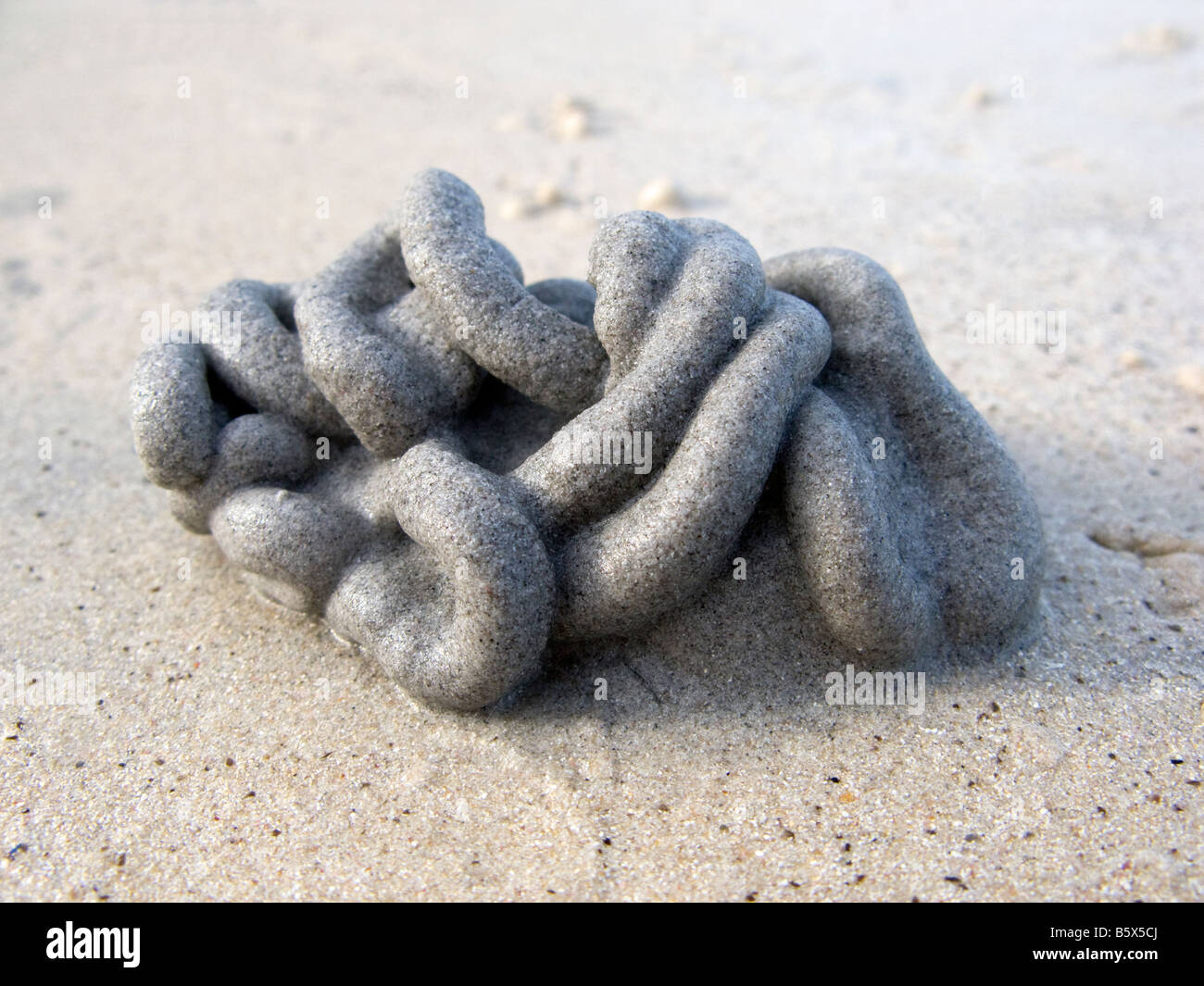Worm cast hi-res stock photography and images - Alamy