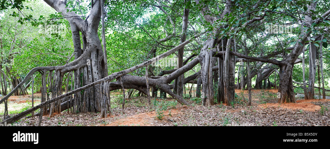 Ficus Benghalensis. Thimmamma Marrimanu banyan tree, Near Kadiri ...