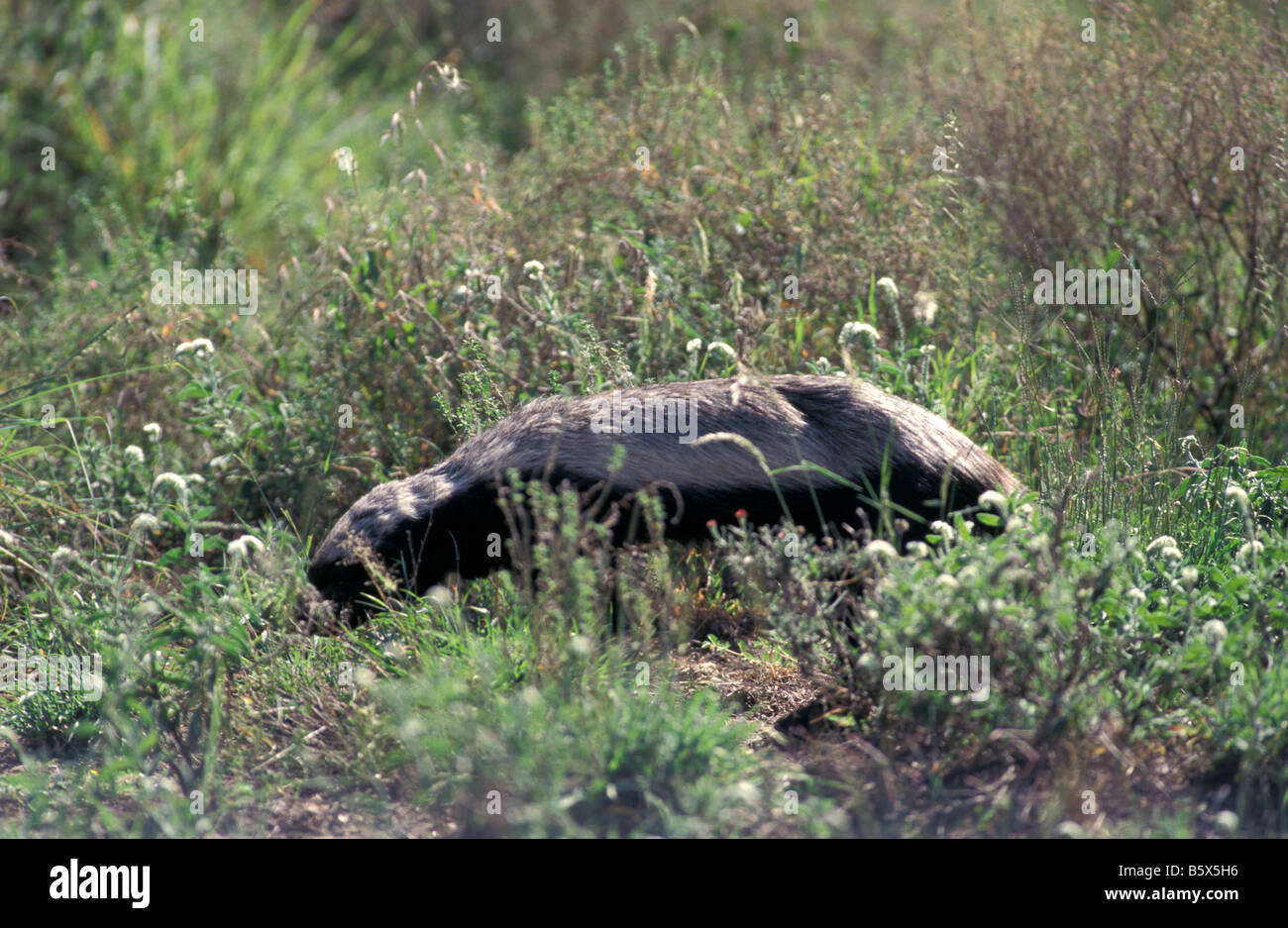 Mammal Ratel Honey Badger High Resolution Stock Photography and Images ...