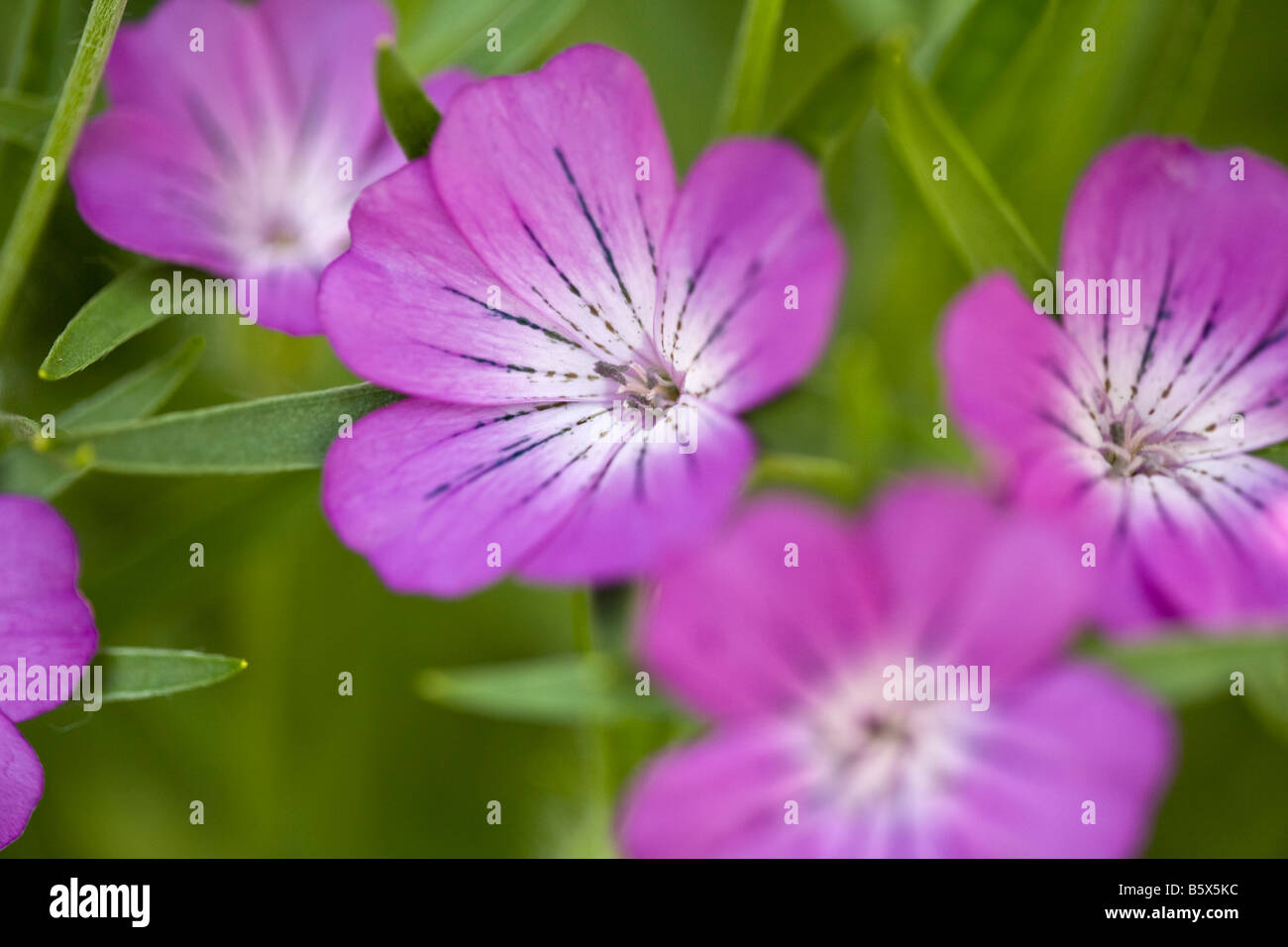 Common Corncockle Flower Agrostemma githago Stock Photo - Alamy