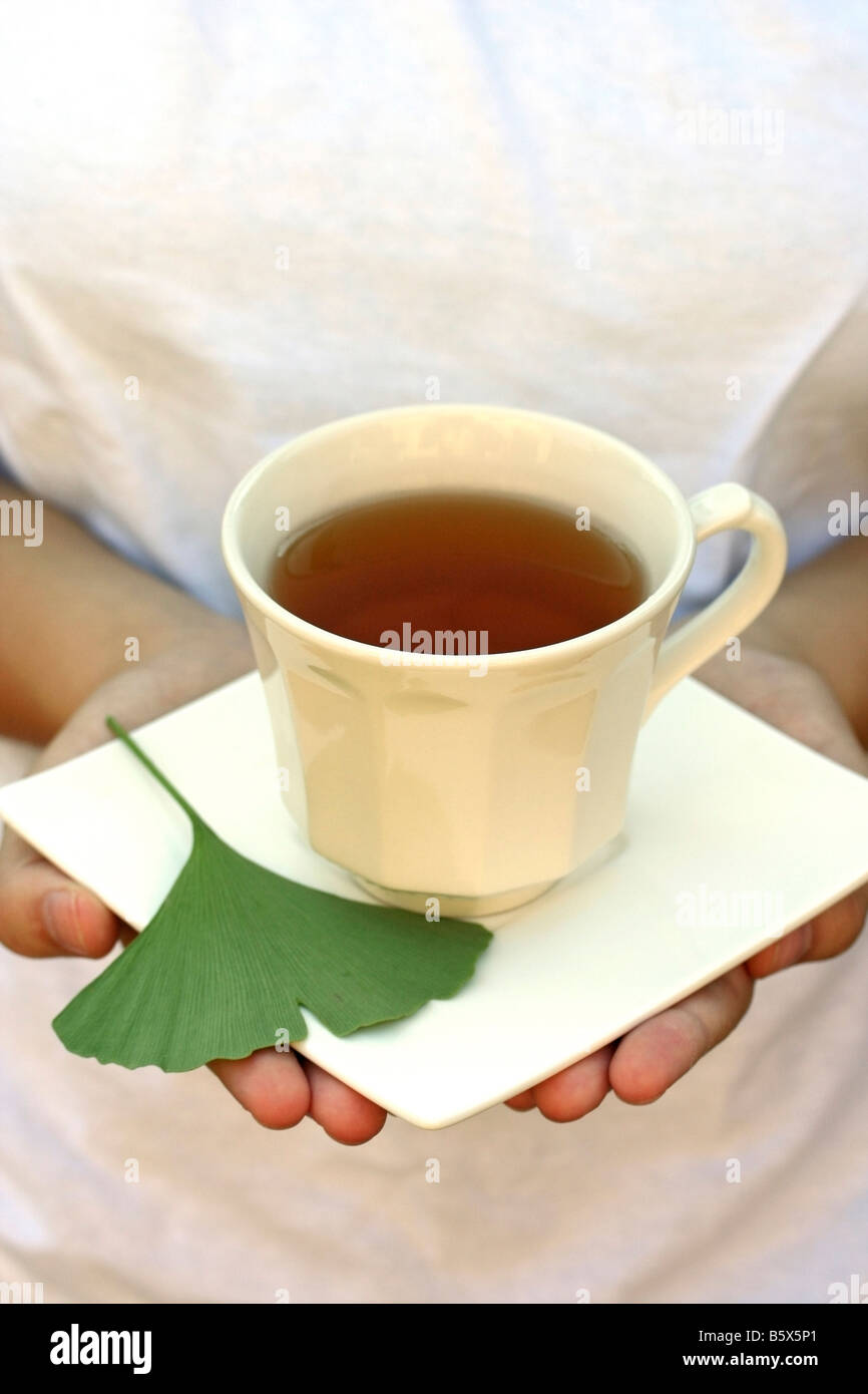 Ginkgo infusion Ginkgo biloba Stock Photo - Alamy
