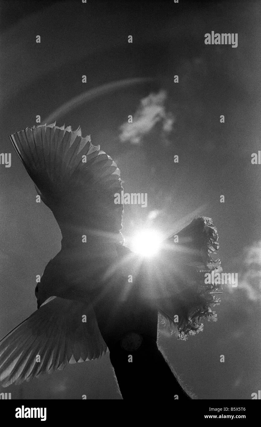 Pigeon racing in the UK. Working class men and their sport Stock Photo ...