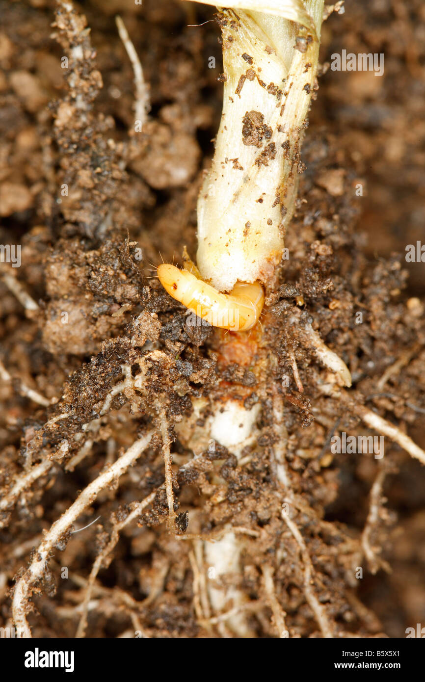 GARDEN CLICK BEETLE alhous haemorrhoidalis LARVA FEEDING INSIDE LETTUCE ...