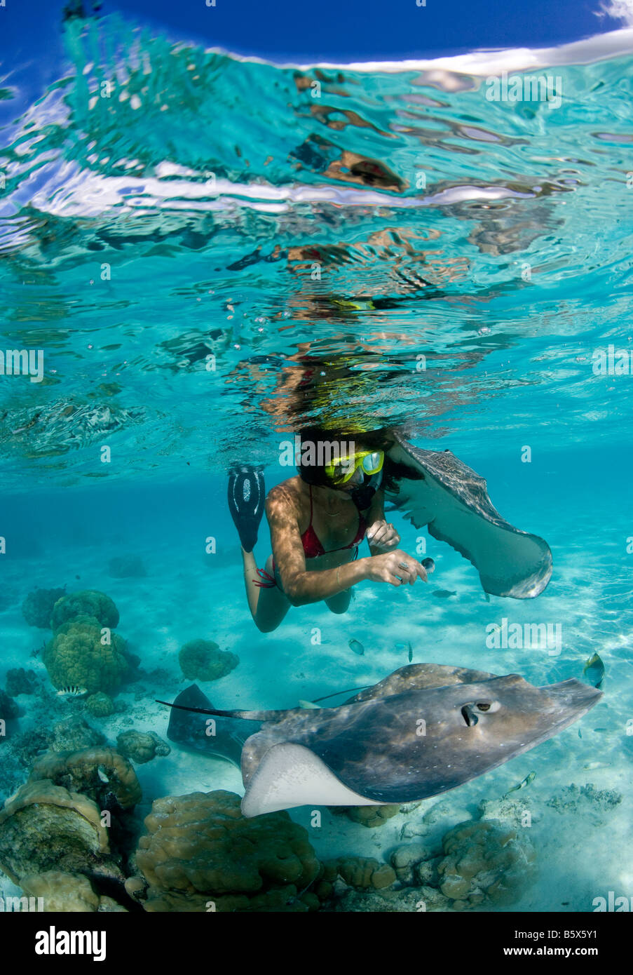 Floating stingrays hi-res stock photography and images - Alamy