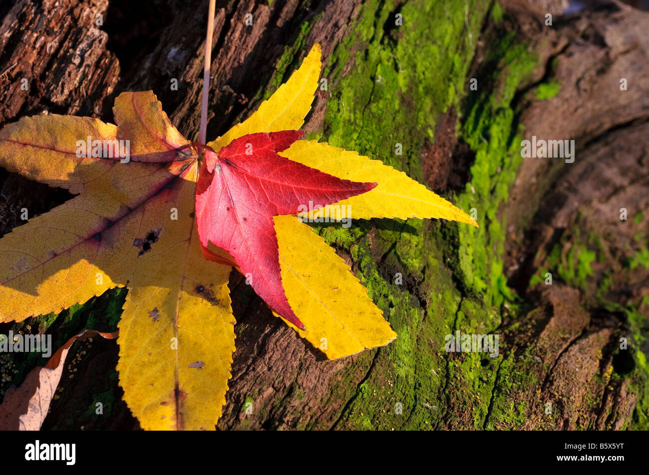 Acer palmatum rot hi-res stock photography and images - Alamy