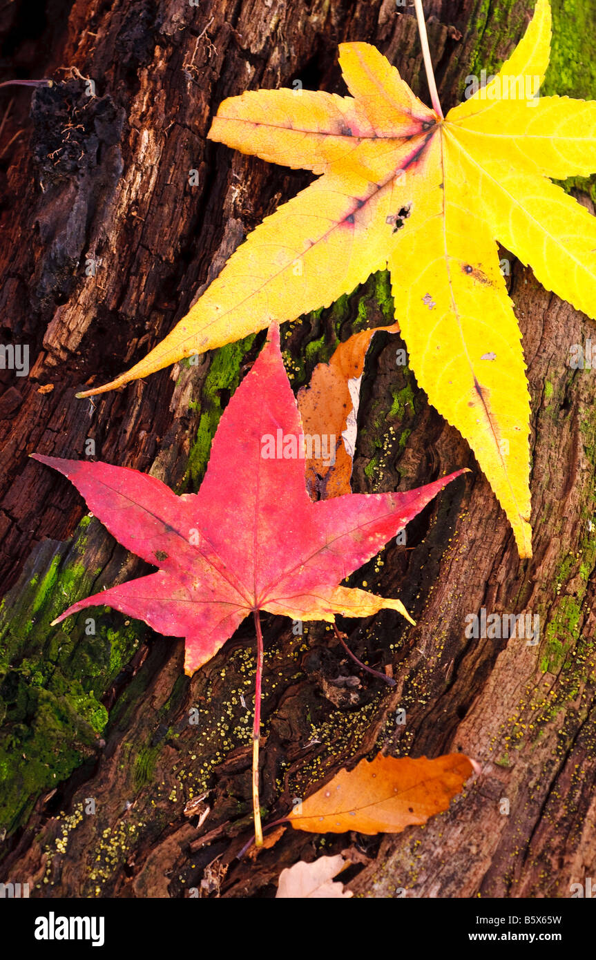 Fallen leaves autumn fall, sweetgum, Liquidambar styraciflua, maple ...