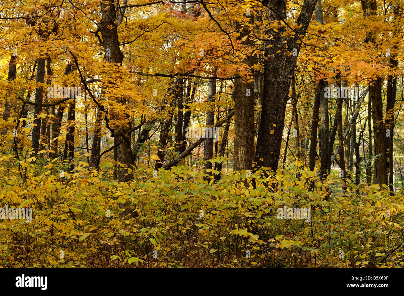 Autumn Foilage in Bernheim Arboretum and Research Forest Bullitt County ...