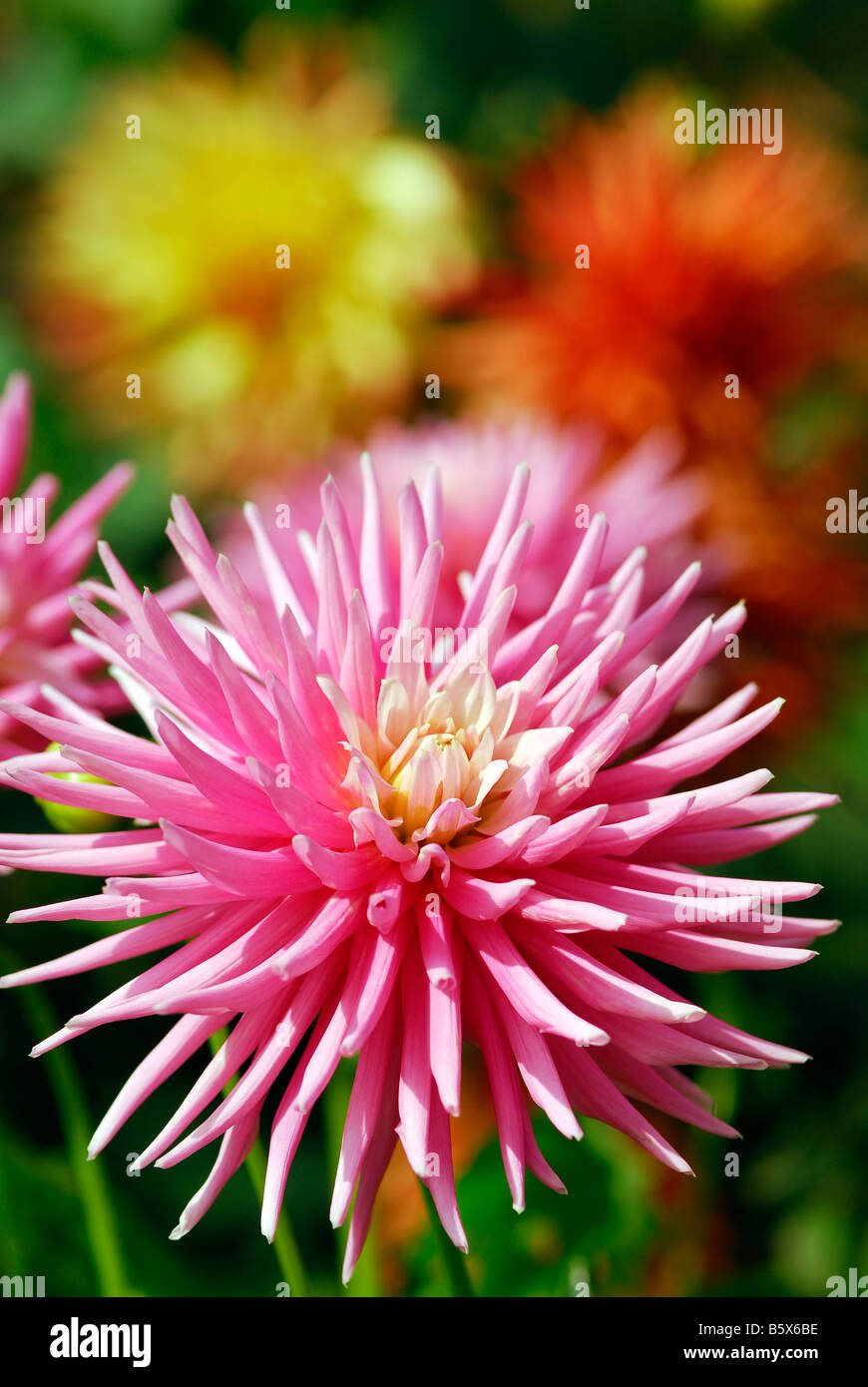 Blooms dahlia hi-res stock photography and images - Alamy
