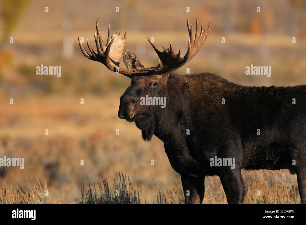 Full body moose hi-res stock photography and images - Alamy