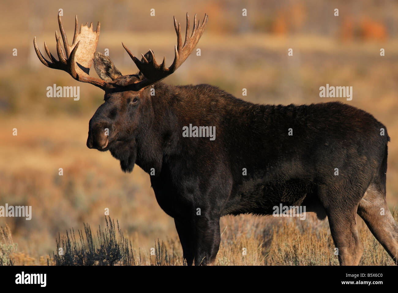 Moose full body hi-res stock photography and images - Alamy