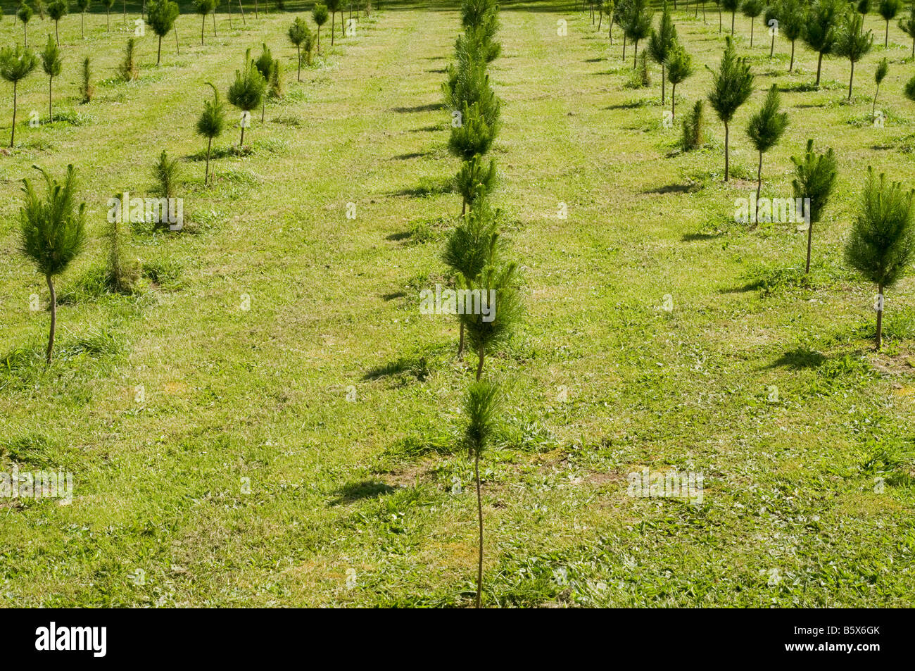 row of small fern trees Stock Photo - Alamy