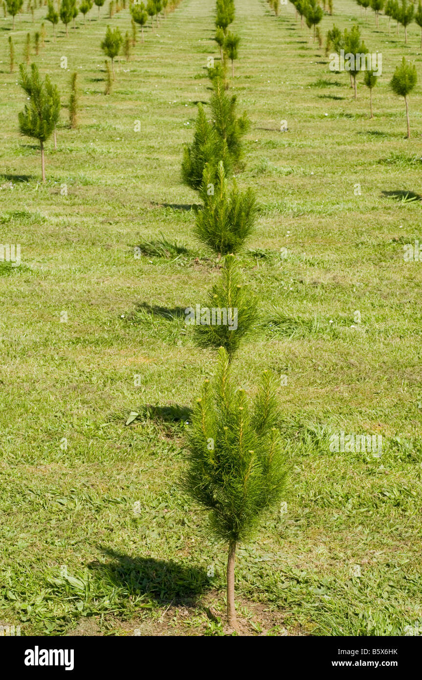 row of small fern trees Stock Photo - Alamy